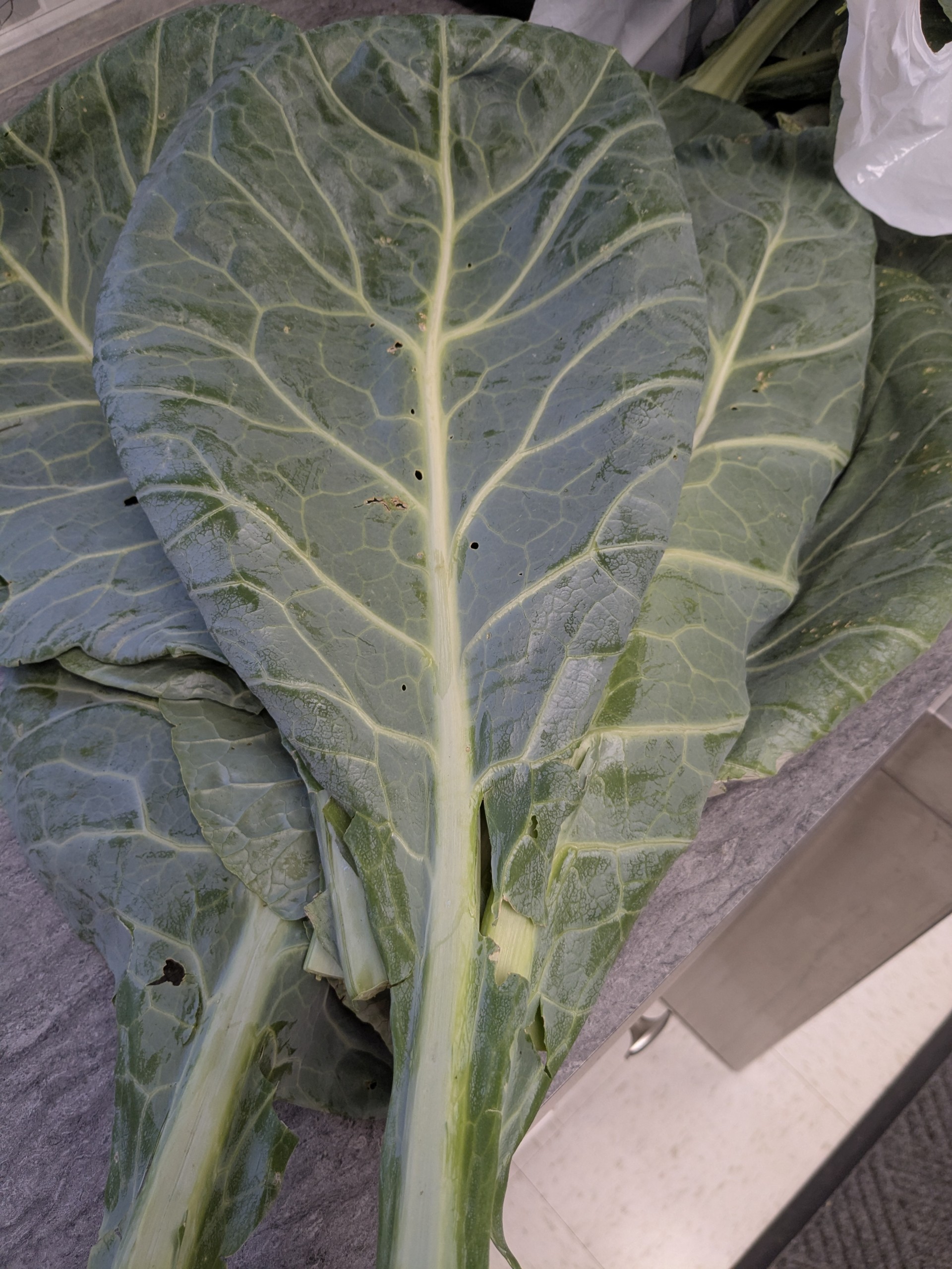 Community Garden | Faith Lutheran Church